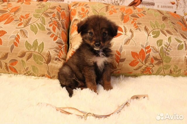 Щенок от небольшой собачки ищет семью