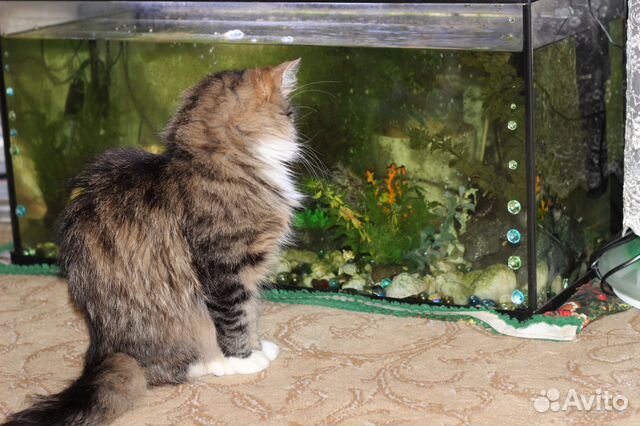 Аквариум aquael 112 литров