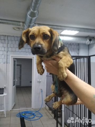 В добрые руки собака