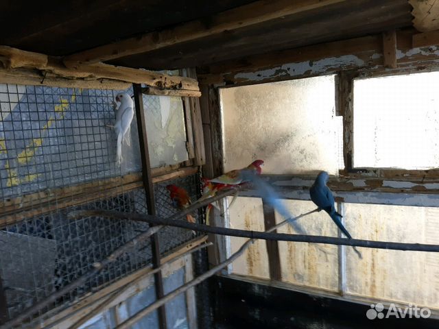 Розелла(Рубина,Пинантная,Красная)