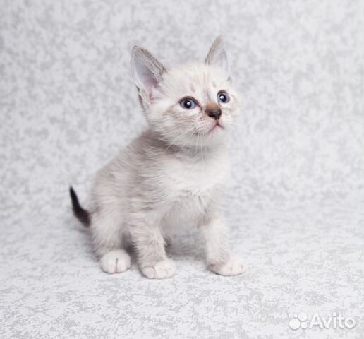 Тайский мальчик ищет дом