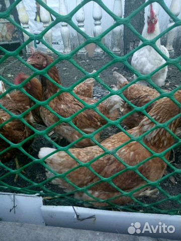 Продаются куры