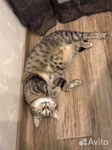 Грациозная кошечка Маруська