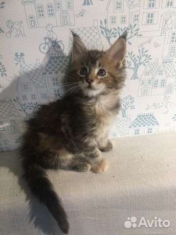 Кошечка Мейн кун. Питомник