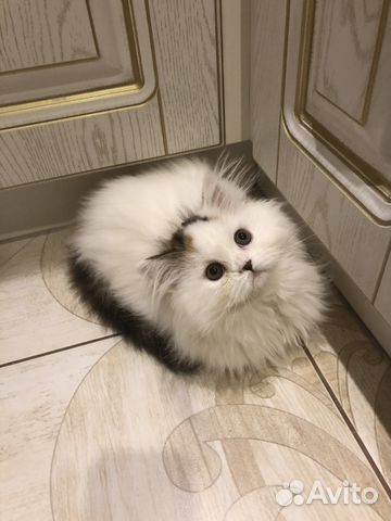 Шотландское облачко