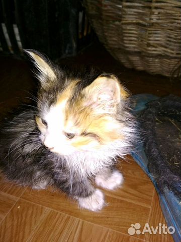 Котенок