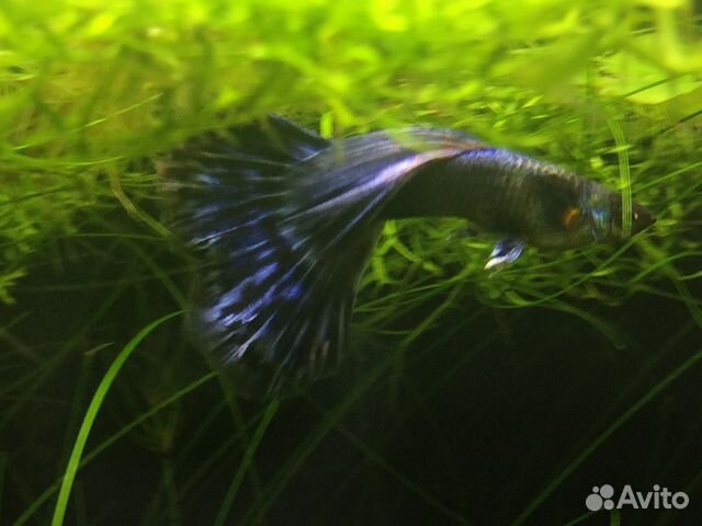 Гуппи слоновье ухо, мальки