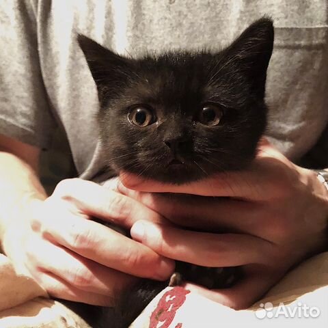 Британец в добрые руки