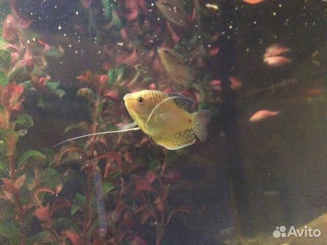 Отдам рыбок Гурами