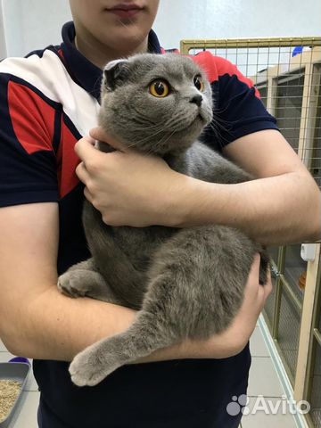 Молодой ласковый британец кастр. В дар