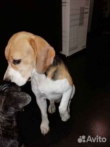 Найден кобель, порода Бигль