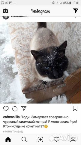 Сиамский шикарный взрослый кот