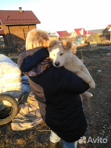 Дэнни, 3 мес., в дар в добрые руки