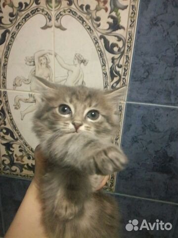 Котята, порода Курийский Бобтейл