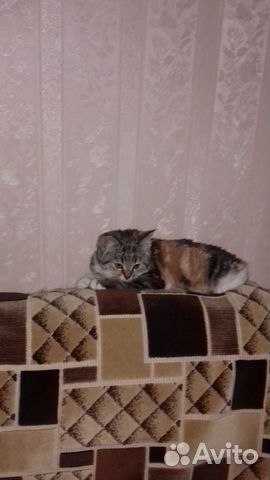 Отдам в хорошие руки ласковую кошечку Лялю