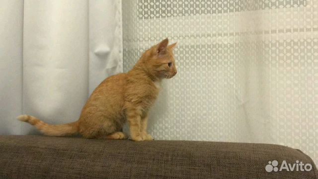 Рыжий котенок в дар мальчик и девочка 1 мес
