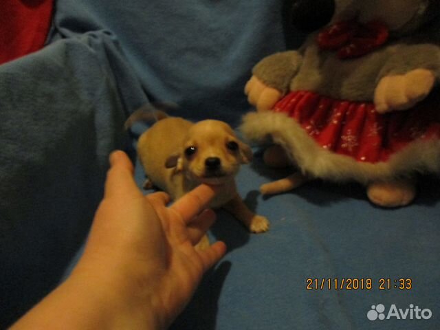 Малыши чихуахуа