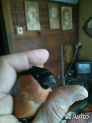 Продам снегиря