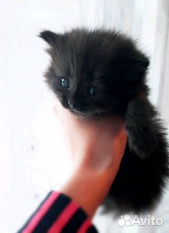 Котенок в добрые руки