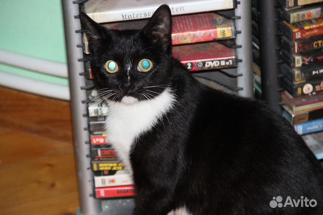 Милашка ищет дом