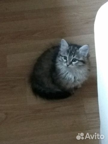 Чудесная малышка - метис норвежской лесной кошки