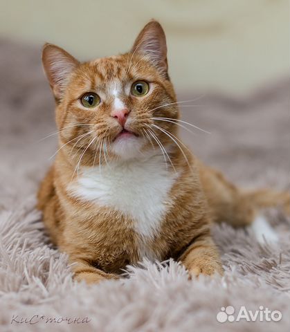 Рыжий Степа