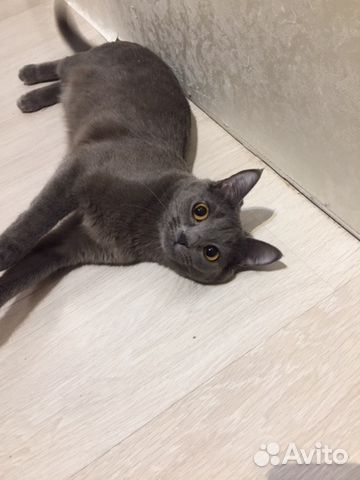 Кот для вязки