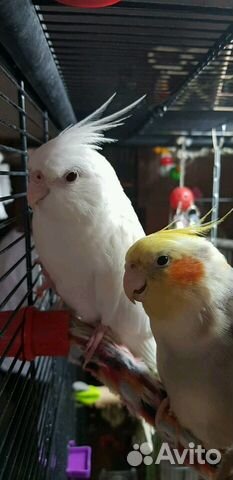 Попугай корелла мол. пара (альбино и пестр.корица)