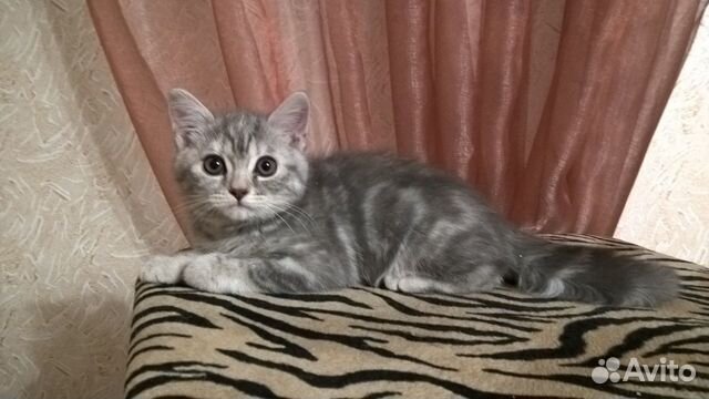 Британская кошечка