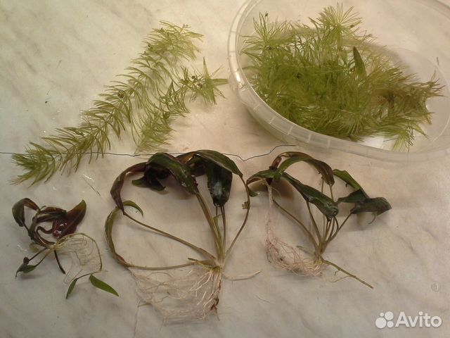 Аквариумные растения криптокорина и роголистник