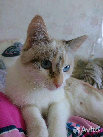 Тайская кошка для вязки