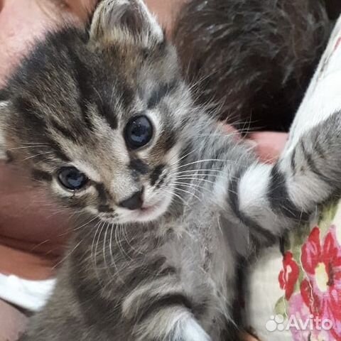 Отдам в добрые руки