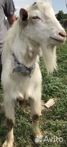 Козёл на случку