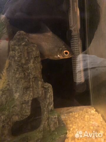 Барбус лещевидный