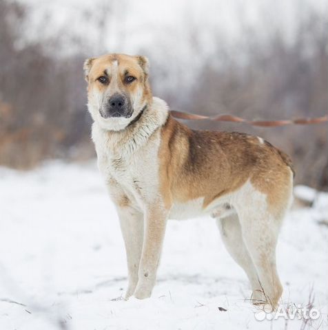 Отдаю в добрые руки