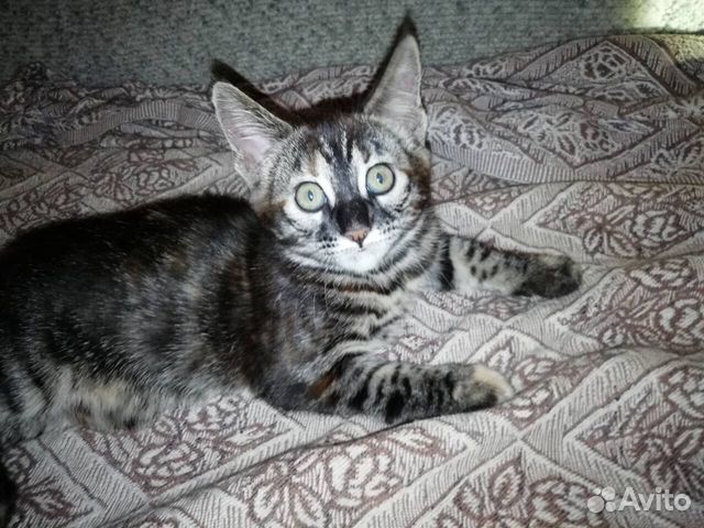 Котята Бенгалы, Мейн-куны