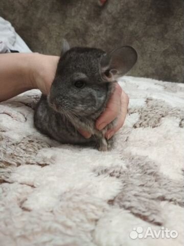 Шиншиленок