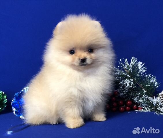 Шпиц помчик