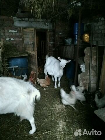 Козы породистые-заанинские