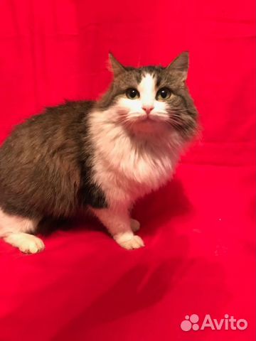 Кошечка Пушинка 6 месяцев в добрые руки