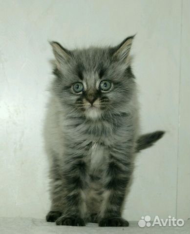 Котята мейн куна