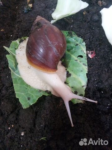 Улитки Ахатины