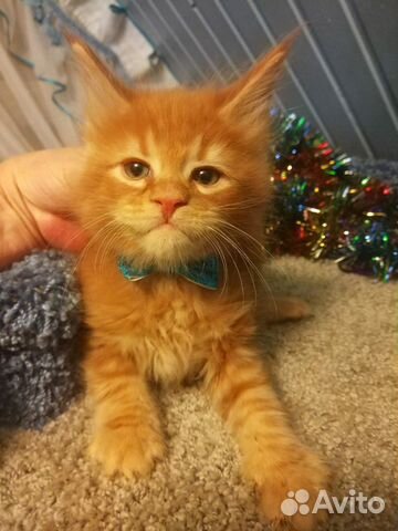 А что говорить-шикарный кот