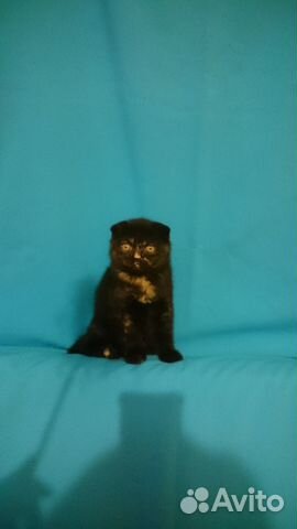 Шотландская вислоухая кошечка