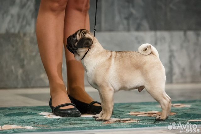 Красавчик мальчик