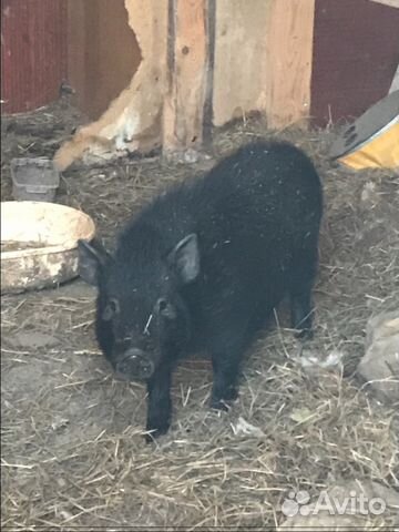 Продаётся вьетнамская свинка