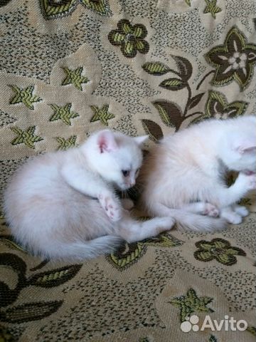 Шотландские котятки