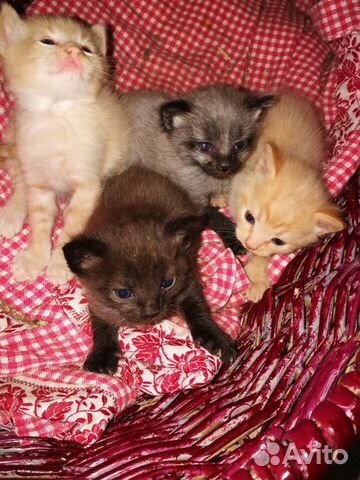 Котики в добрые руки