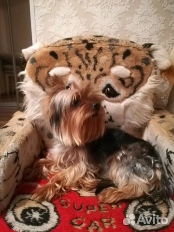 Йоркширский терьер