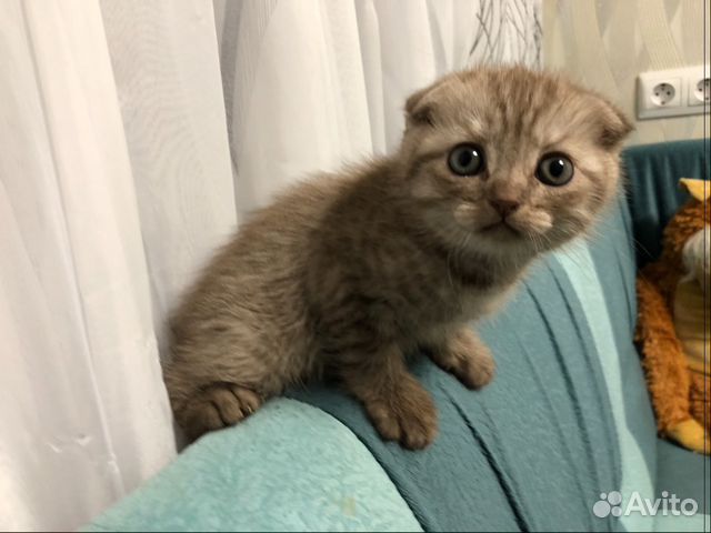 Очень красивая шотландская вислоухая кошка